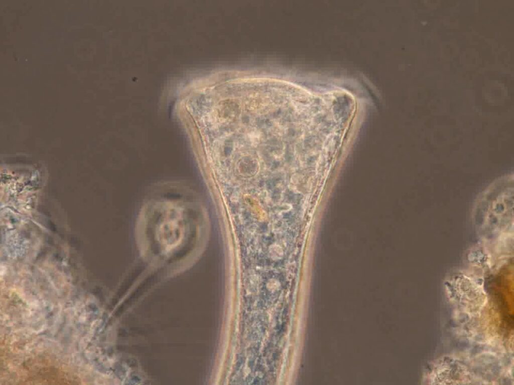 Wastewater Microbiology: A Handbook for Operators, Second Edition ...